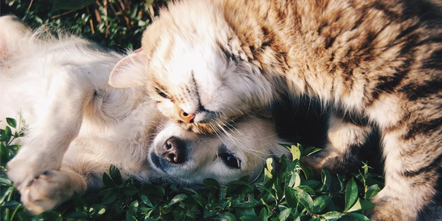 Pet Care – JTY Singapore